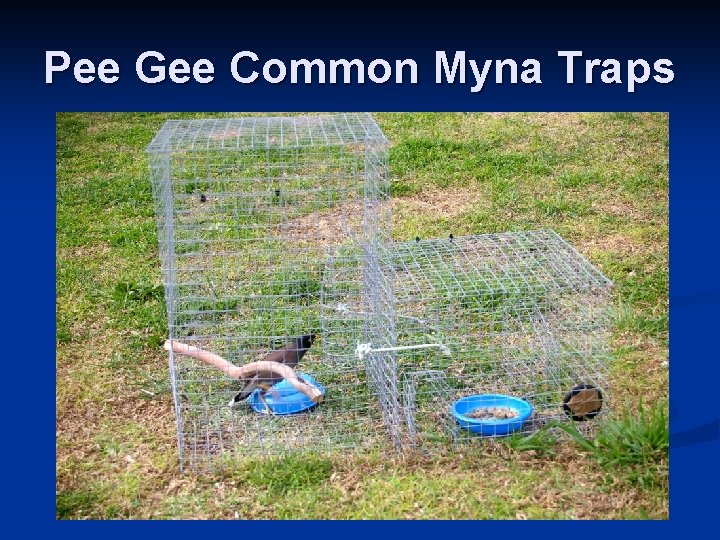 Common Myna control April 2016 By Malcolm Legg
