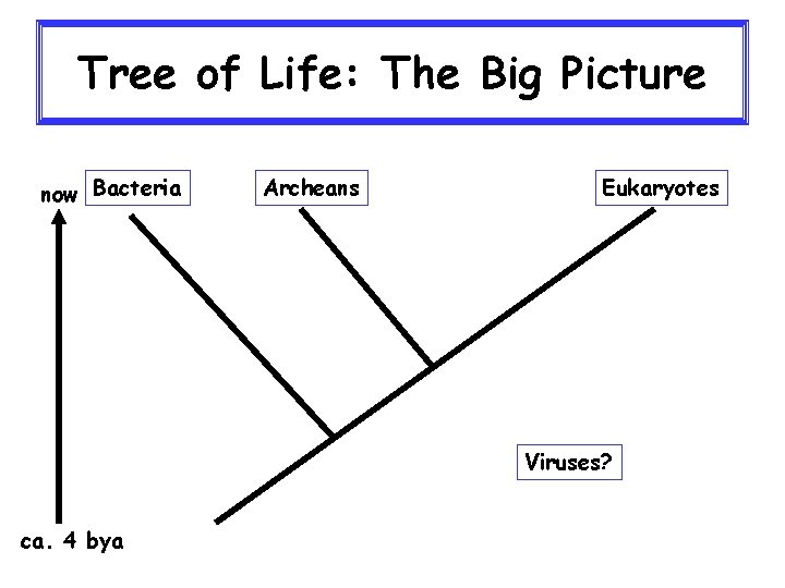 Tree of Life Prokaryotes and Eukaryotes BiologyEnv S