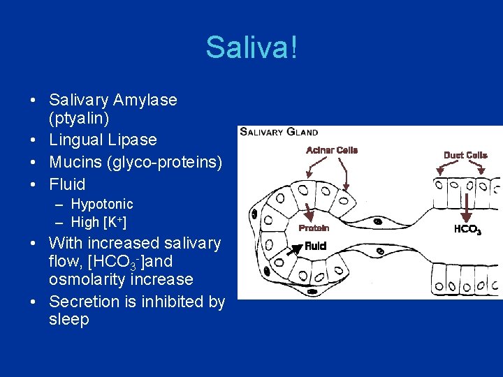 Gastrointestinal Physiology Most images courtesy Joe Haeberle UVM