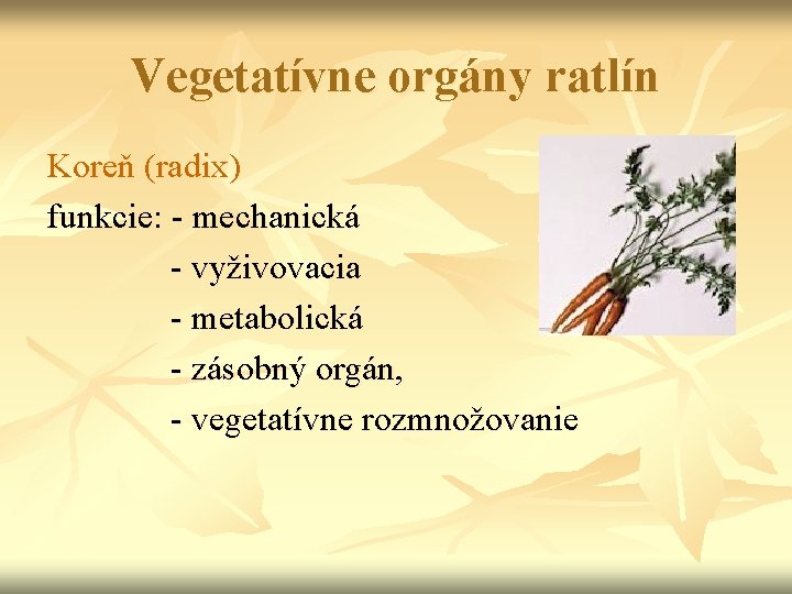 Vegetatvne orgny rastln Vegetatvne orgny ratln Medzi vegetatvne
