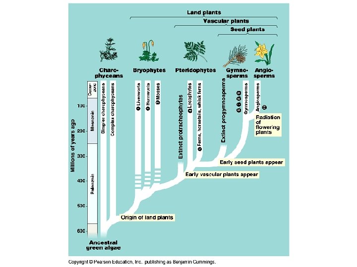 Chapter 29 Plant Diversity I How Plants Colonized