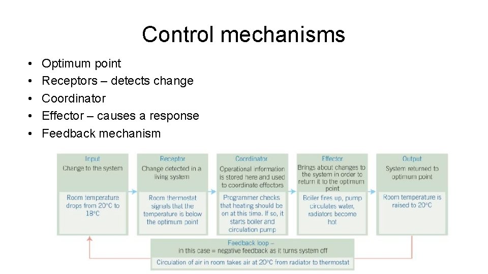 Homeostasis Starter what can you remember from GCSE