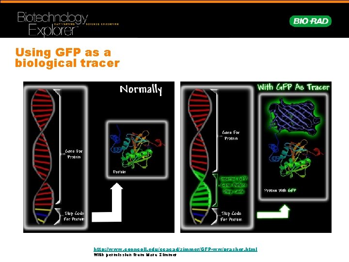 p GLO Transformation and Purification of Green Fluorescent