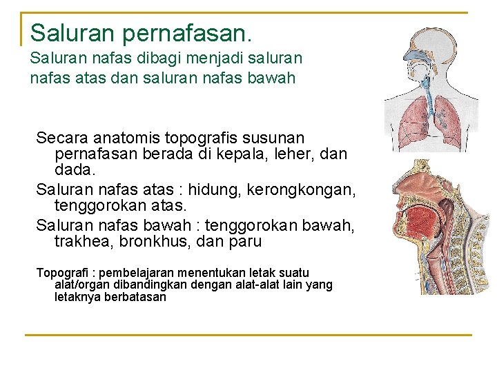 Susunan respirasi Gambaran anatomi sistem pernafasan Nafas pertanda