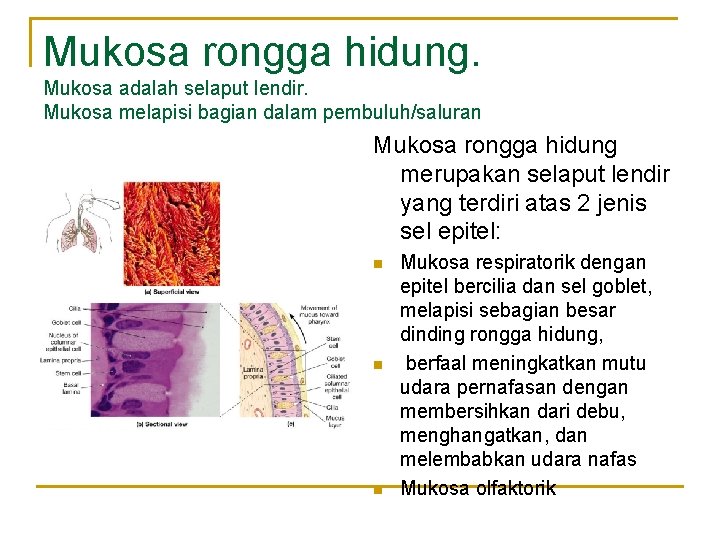 Susunan respirasi Gambaran anatomi sistem pernafasan Nafas pertanda