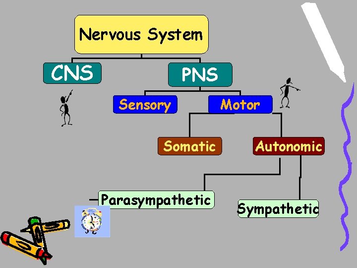 Chapter 8 Nervous System 5 Functions 1 Sensory