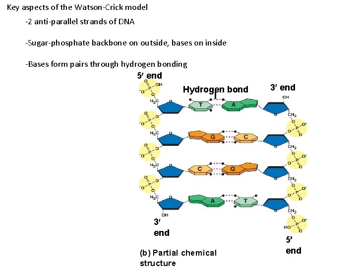 Genetics in 1920 1 Cells have chromosomes Sketch