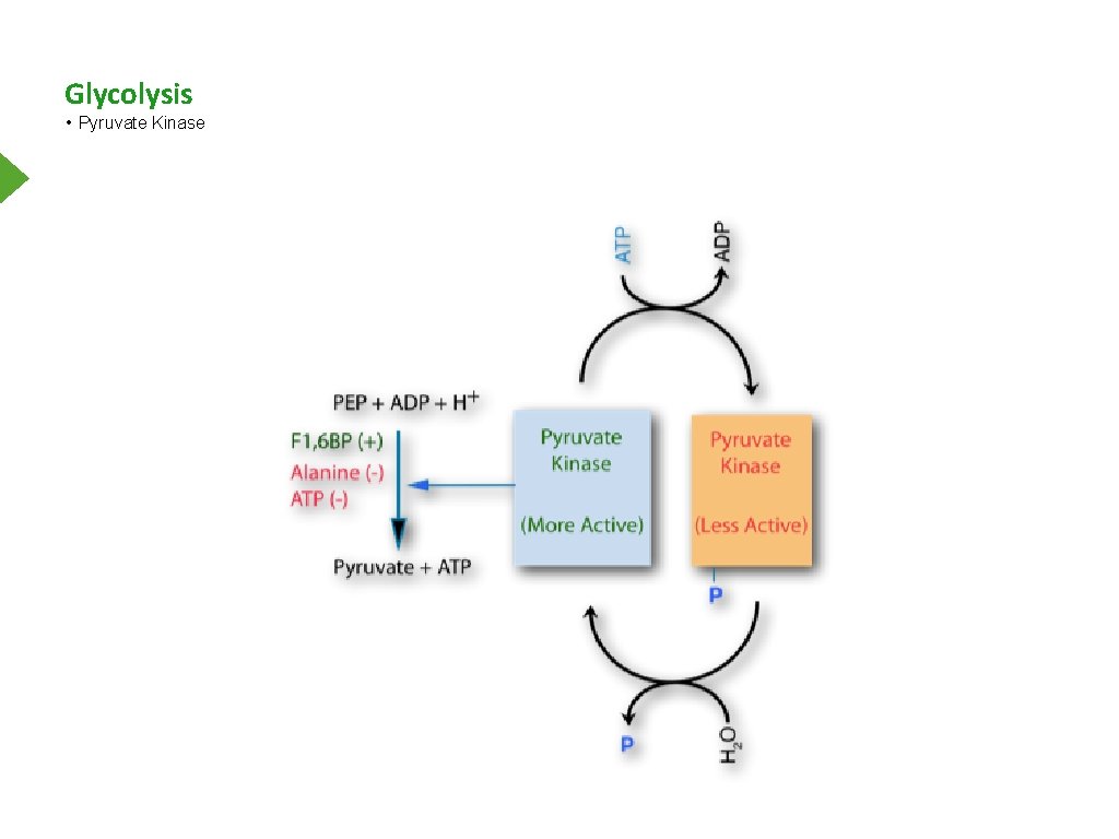 Biochemistry of Carbohydrates Part I Dr Kevin Ahern