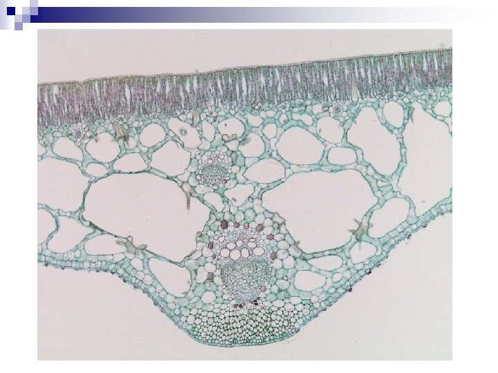 STRUKTUR DAUN Oleh Setiono M Pd STRUKTUR ANATOMI