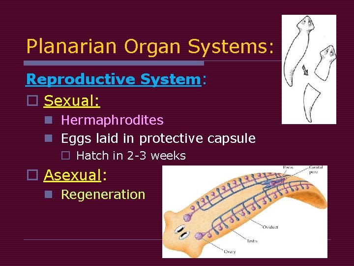 Flatworms Roundworms Rotifers Chapter 34 Phylum Platyhelminthes Section
