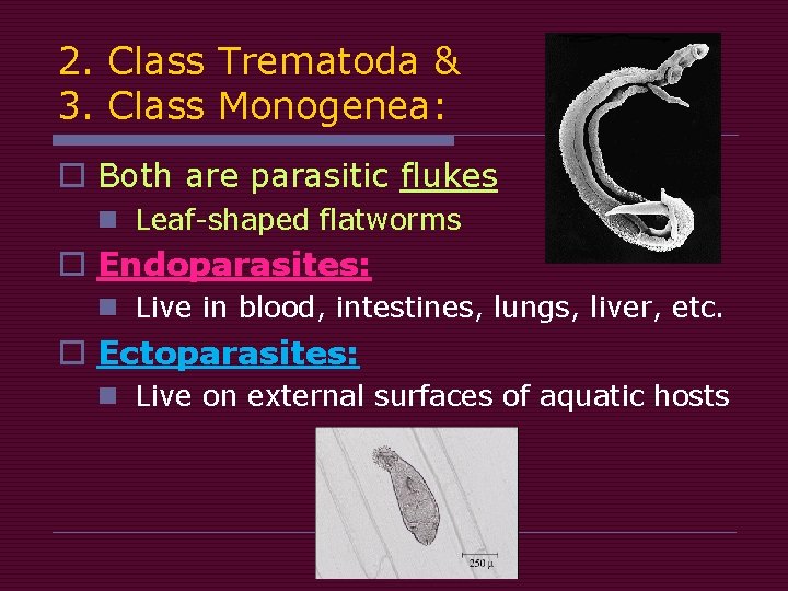 Flatworms Roundworms Rotifers Chapter 34 Phylum Platyhelminthes Section
