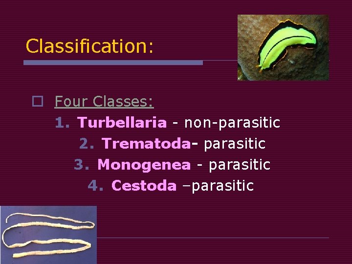Flatworms Roundworms Rotifers Chapter 34 Phylum Platyhelminthes Section