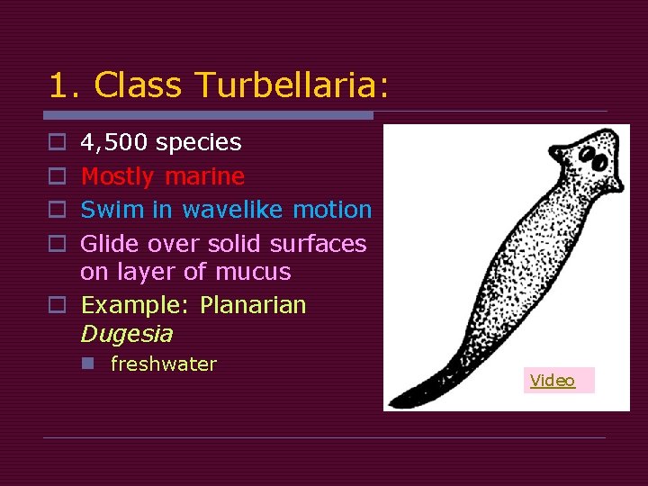 Flatworms Roundworms Rotifers Chapter 34 Phylum Platyhelminthes Section