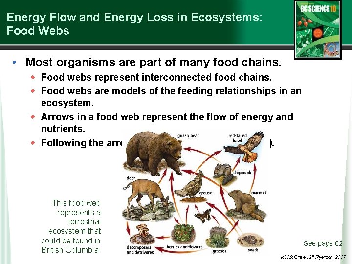 2 1 Energy Flow in Ecosystems A couple