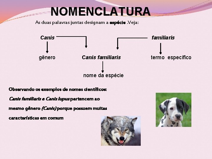 CLASSIFICAO DOS SERES VIVOS Fontes Biologia Hoje Ed