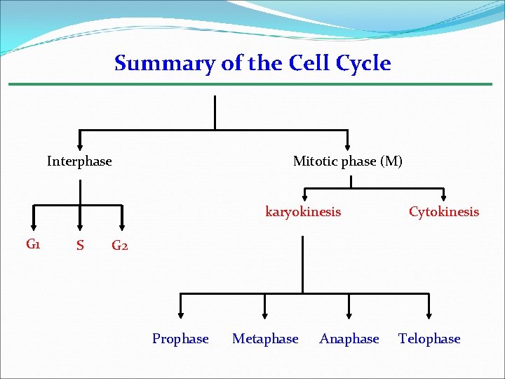 Lecture 6 Cell division The continuity of life