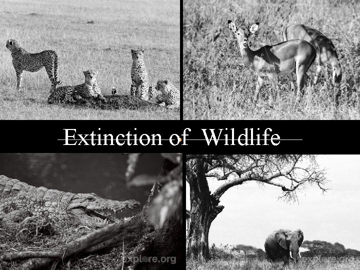 Extinction of Wildlife The Causes of Wild Life