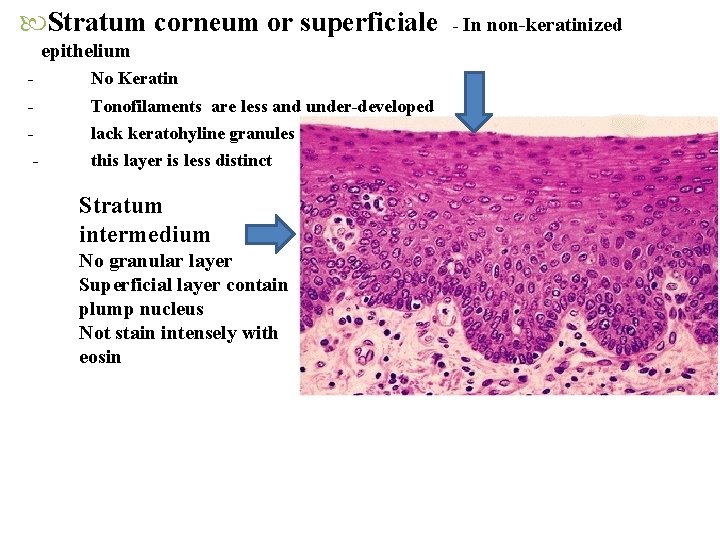 The ORAL CAVITY I Dr Nabil Khouri MD