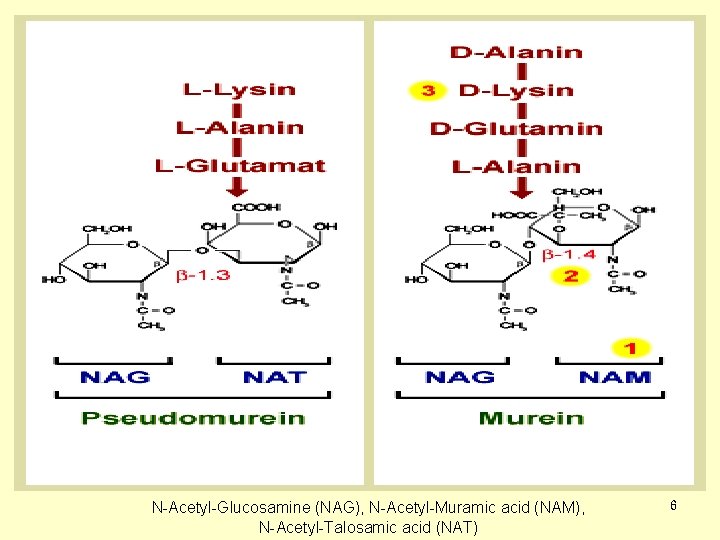 PROKARYOTES BACTERIA ARCHAEA 3 4 NAcetylGlucosamine NAG NAcetylMuramic