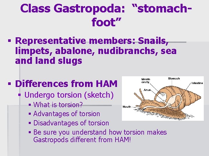 Invertebrates 4 Phylum Mollusca Phylum Mollusca The softbodied