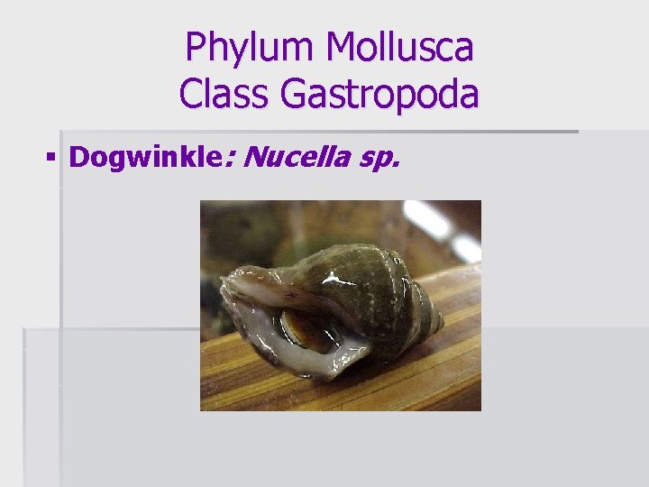 Invertebrates 4 Phylum Mollusca Phylum Mollusca The softbodied