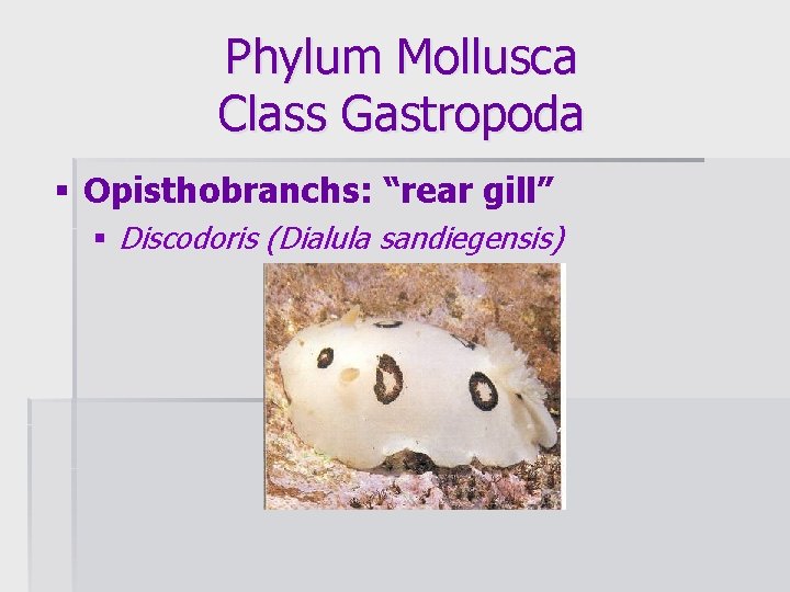 Invertebrates 4 Phylum Mollusca Phylum Mollusca The softbodied