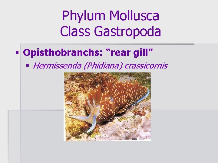 Invertebrates 4 Phylum Mollusca Phylum Mollusca The softbodied