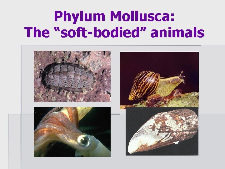 Invertebrates 4 Phylum Mollusca Phylum Mollusca The softbodied