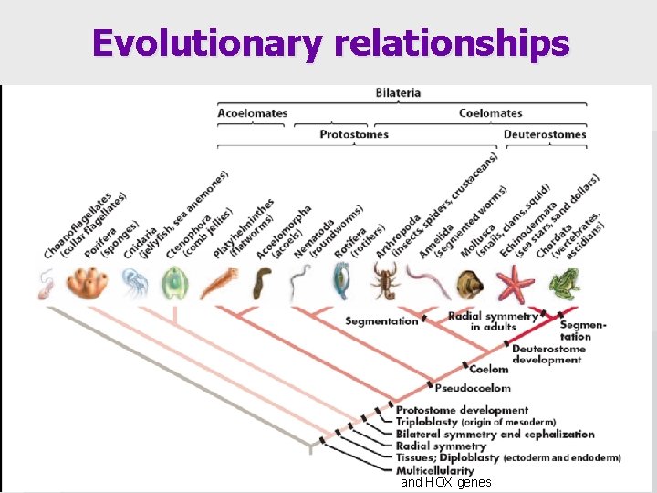 Invertebrates 4 Phylum Mollusca Phylum Mollusca The softbodied