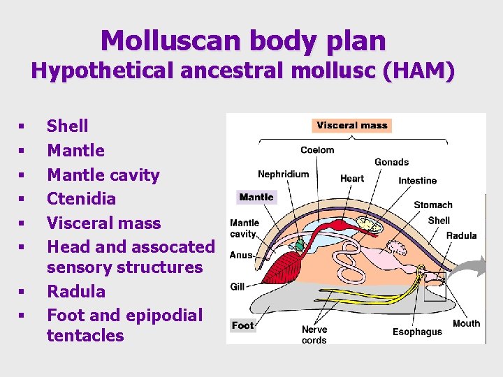 Invertebrates 4 Phylum Mollusca Phylum Mollusca The softbodied
