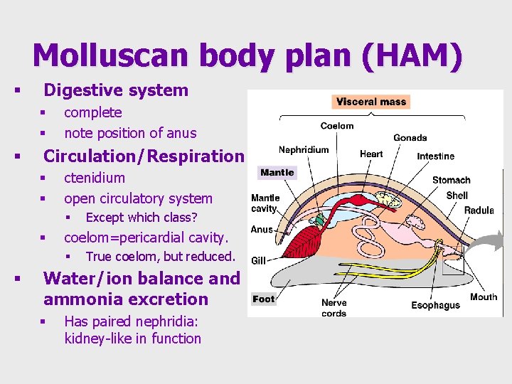 Invertebrates 4 Phylum Mollusca Phylum Mollusca The softbodied