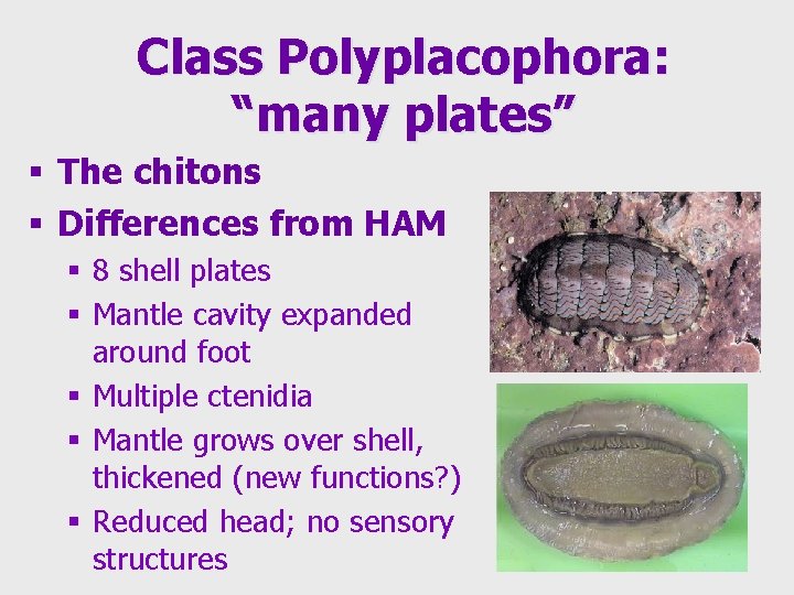 Invertebrates 4 Phylum Mollusca Phylum Mollusca The softbodied