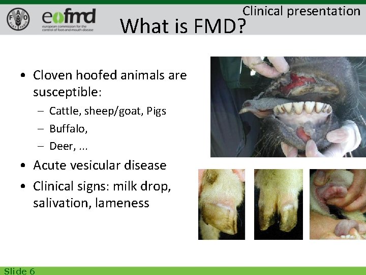 Surveillance and Control of Foot and Mouth Disease