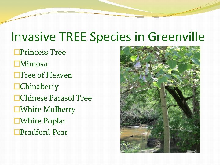 Invasive Species Invasive Species What is an invasive