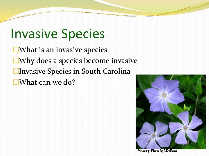 Invasive Species Invasive Species What is an invasive