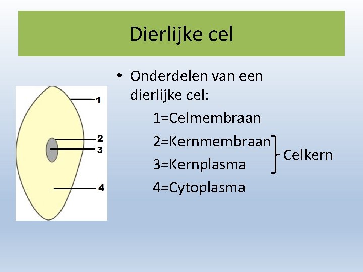 Basisstof 4 Cellen Thema 3 Organen en Een