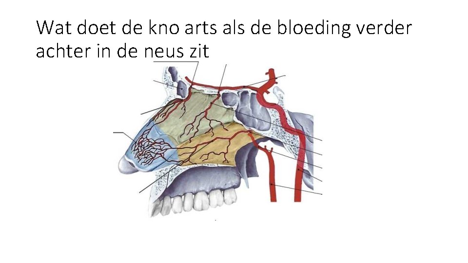 Voordracht Keel Neus Oor voor doktersassistenten Ida van
