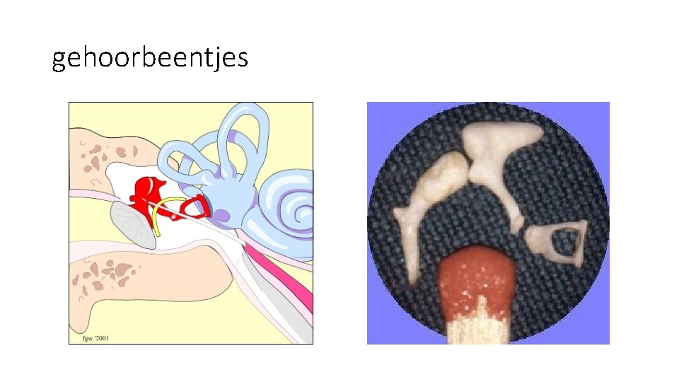 Voordracht Keel Neus Oor voor doktersassistenten Ida van