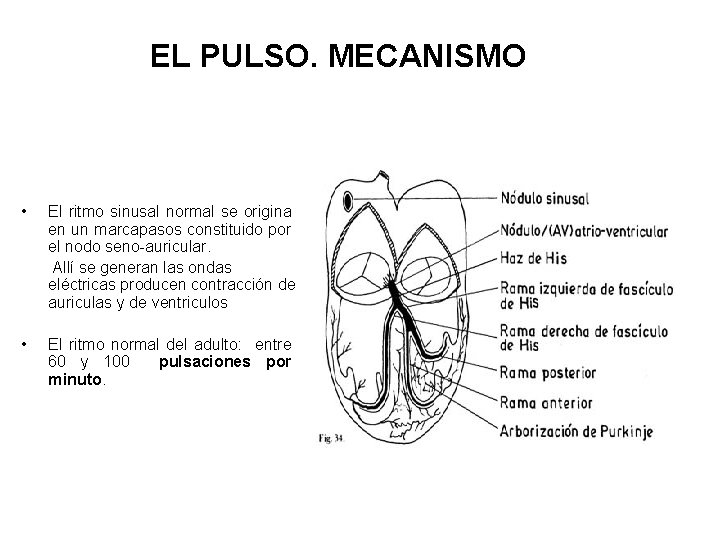 CONSTANTES VITALES LOS CUATRO SIGNOS VITALES Pulso Frecuencia