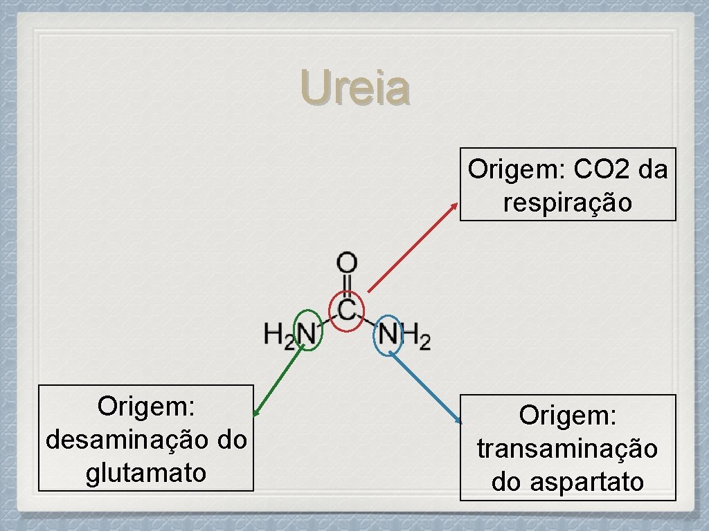 Metabolismo de Aminocidos Ciclo do Ureia Rota metablica
