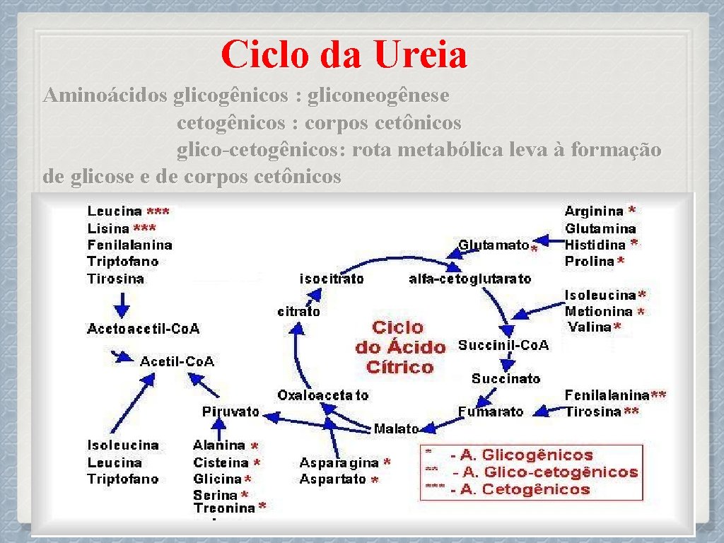 Metabolismo de Aminocidos Ciclo do Ureia Rota metablica