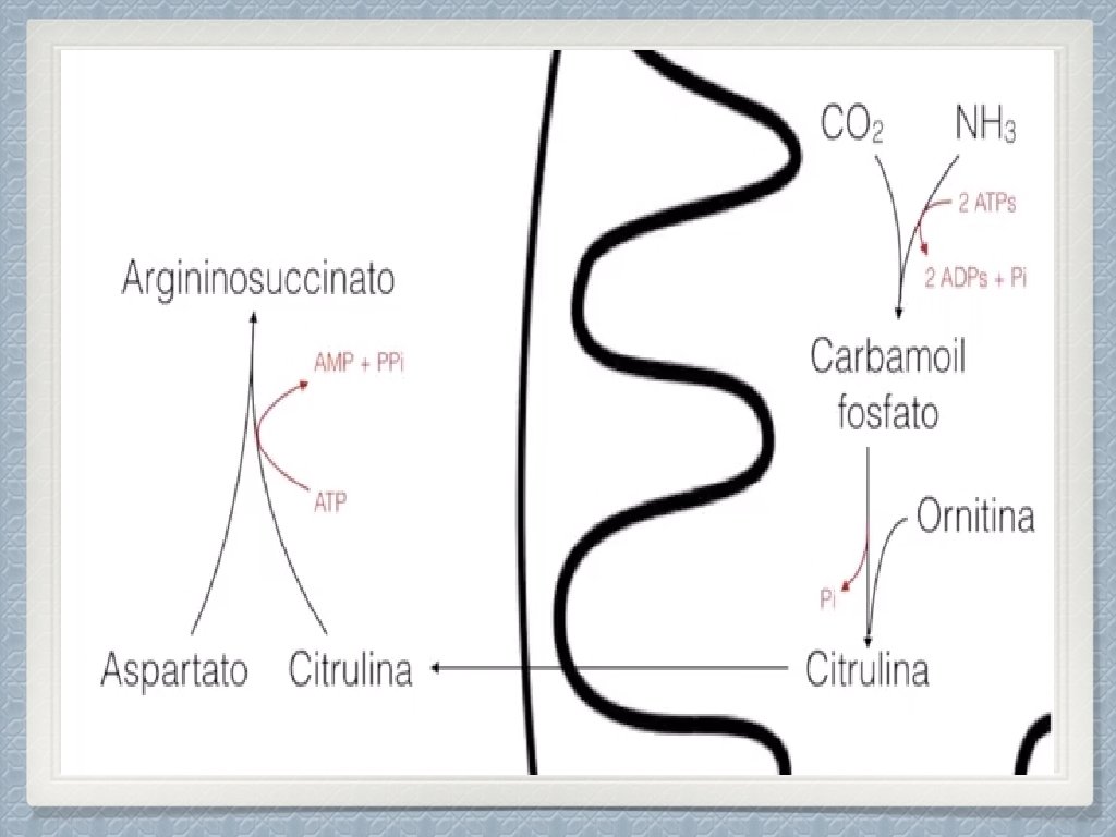 Metabolismo de Aminocidos Ciclo do Ureia Rota metablica