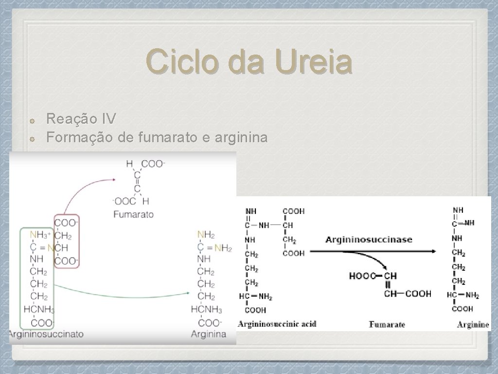 Metabolismo de Aminocidos Ciclo do Ureia Rota metablica
