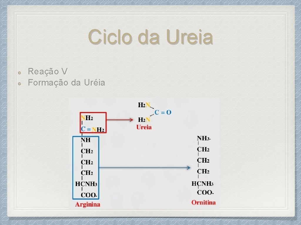 Metabolismo de Aminocidos Ciclo do Ureia Rota metablica