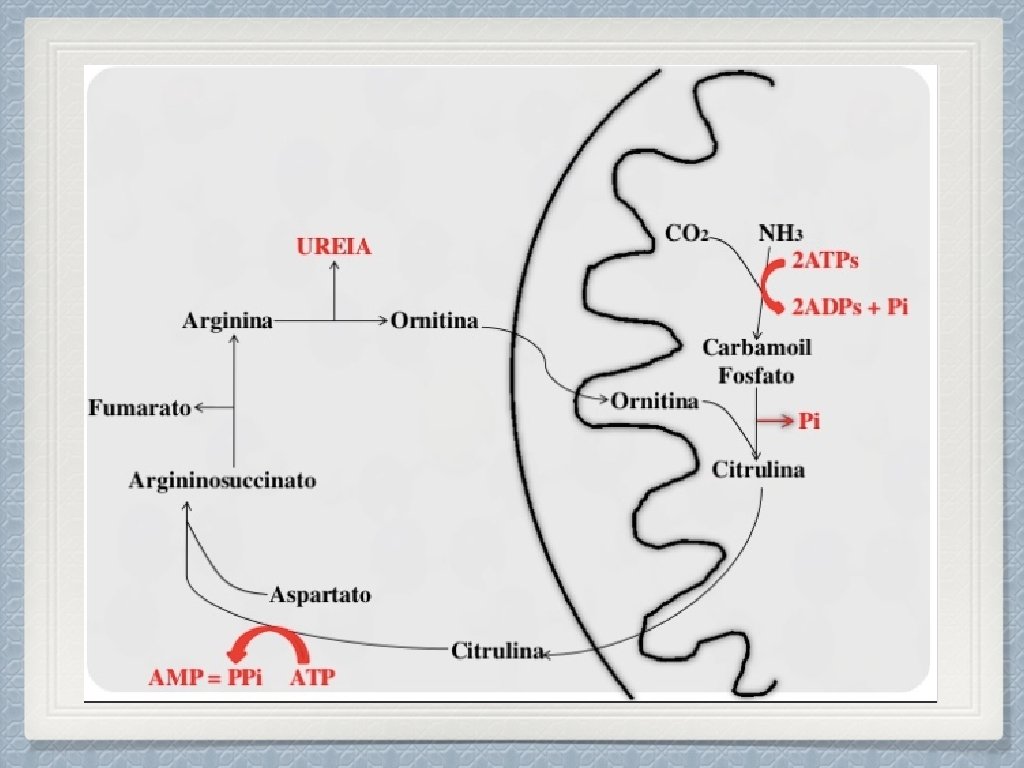 Metabolismo de Aminocidos Ciclo do Ureia Rota metablica