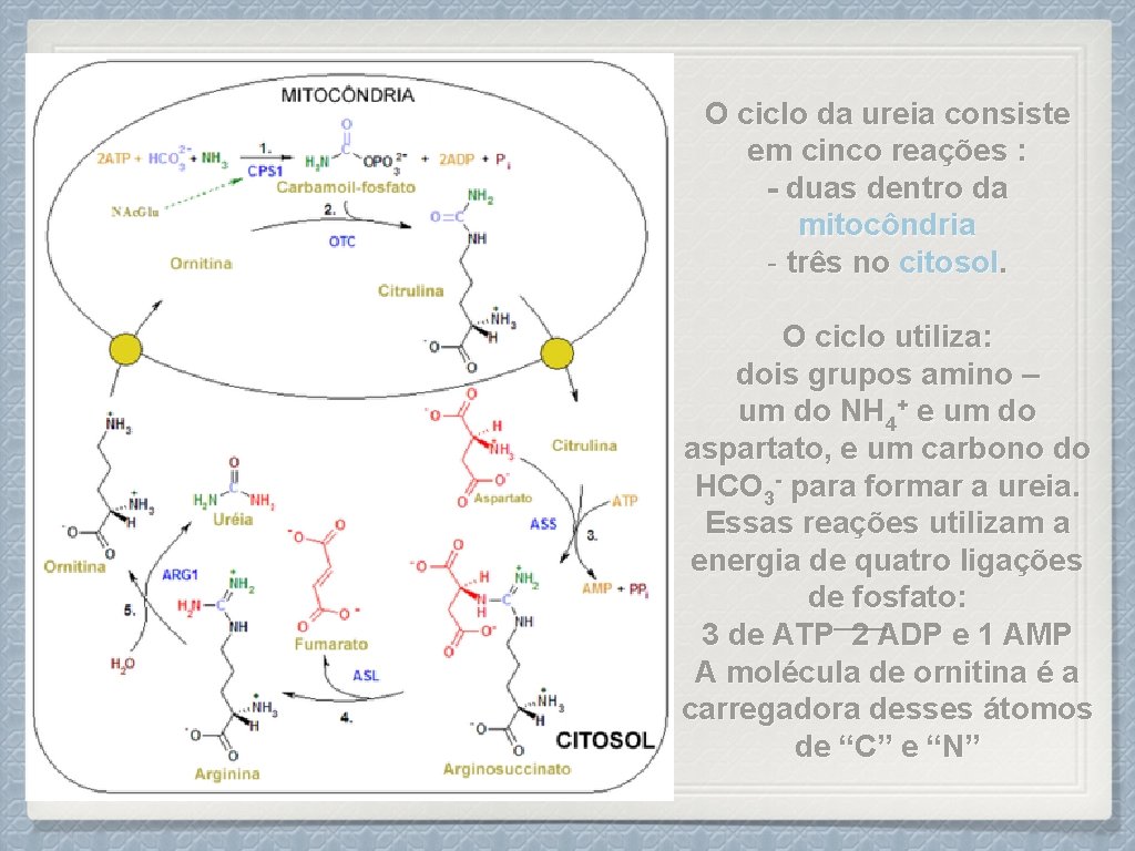 Metabolismo de Aminocidos Ciclo do Ureia Rota metablica