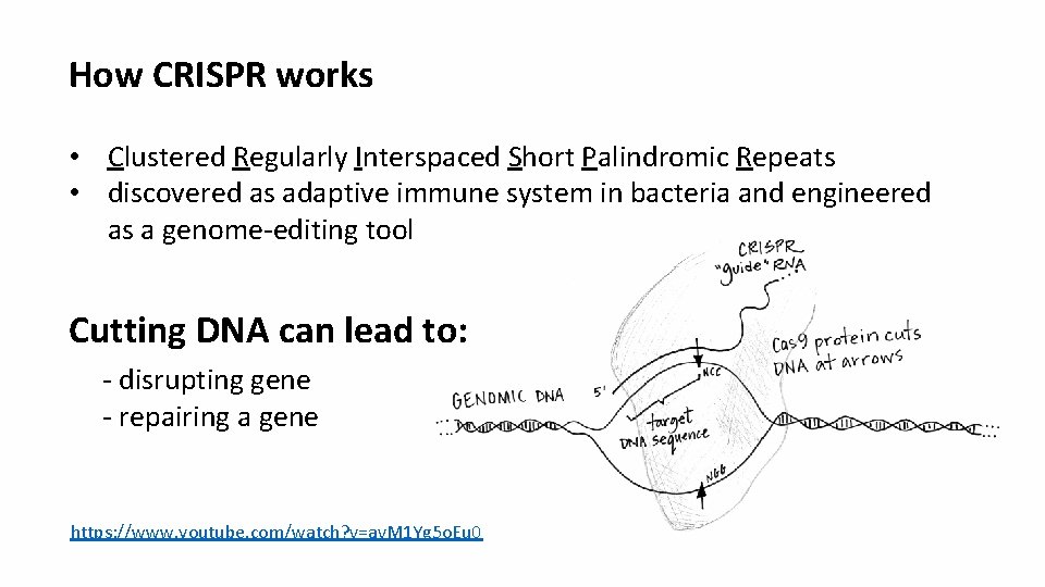 CRISPR is cheap easy to do and powerful