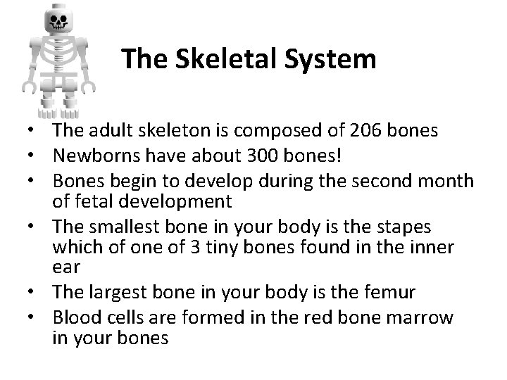 The Skeletal System The adult skeleton is composed