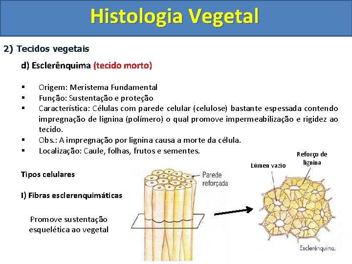 Histologia Vegetal Histologia Vegetal 1 Introduo A histologia