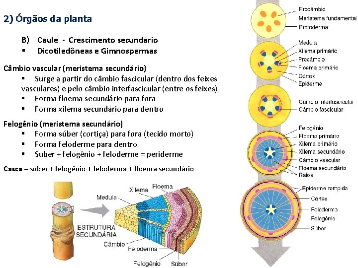 Histologia Vegetal Histologia Vegetal 1 Introduo A histologia